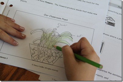 Our Classroom Plant {Science Sunday}